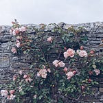 haver & sparrow | Charlene Storey | Substack