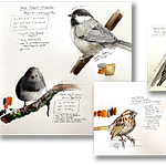 Cricklewood Nature Journal | Susannah Fisher | Substack