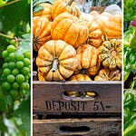 Shell’s Substack | Substack