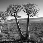 Shell’s Substack | Substack