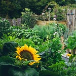 Huw Richards | Substack