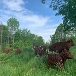 Slowdown Farmstead | Tara | Substack