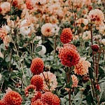 To Tell You The Truth | Corinne Shark | Substack