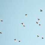 Cultivate with me | Caroline Carter | Substack