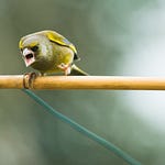 David Moscrop | Substack