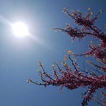 Peter Daou | Substack