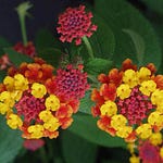 Shell’s Substack | Substack