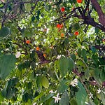 Stories from Sevilla's Substack | Substack