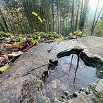 Soulful Revolution | Sophia Nunner | Substack