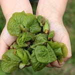 Practical Self Reliance | Ashley Adamant | Substack