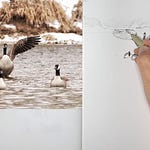 Cricklewood Nature Journal | Susannah Fisher | Substack