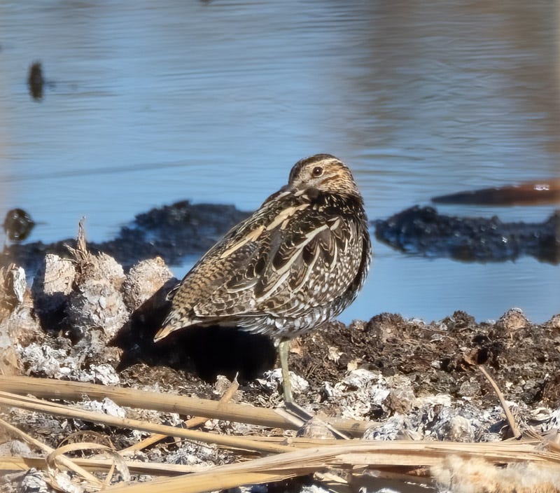 A Successful "Snipe Hunt"