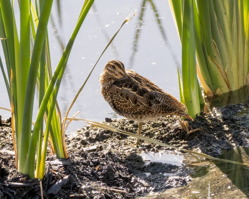 A Successful "Snipe Hunt"