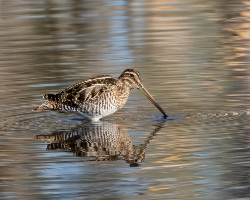 A Successful "Snipe Hunt"