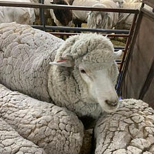 Fat Turkey Farm | Substack