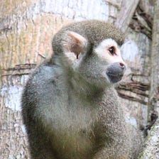 Heather Heying | Substack