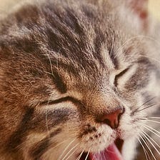 kitten seeking answers | Substack