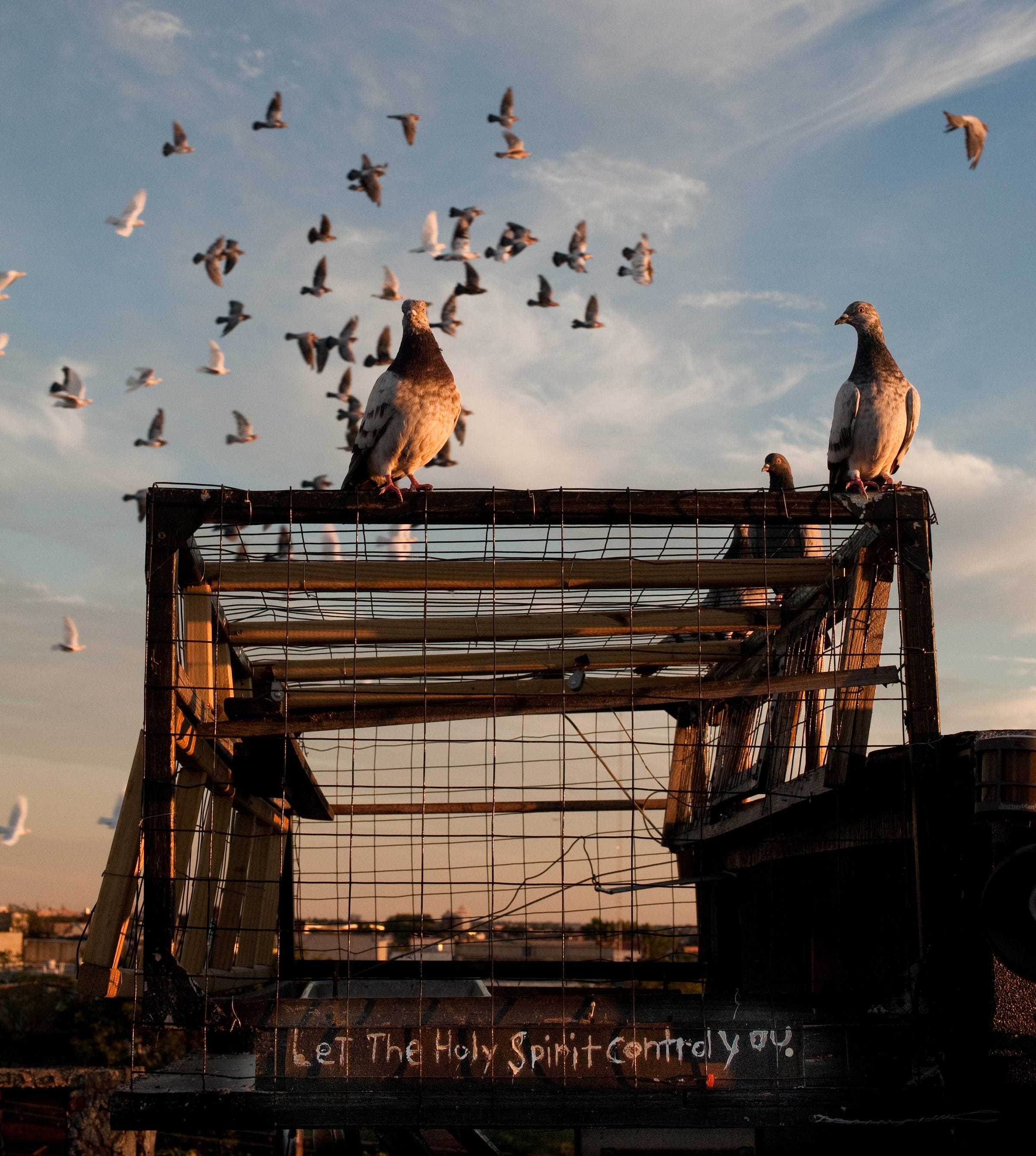 Art in America: Pigeon Keepers of NYC