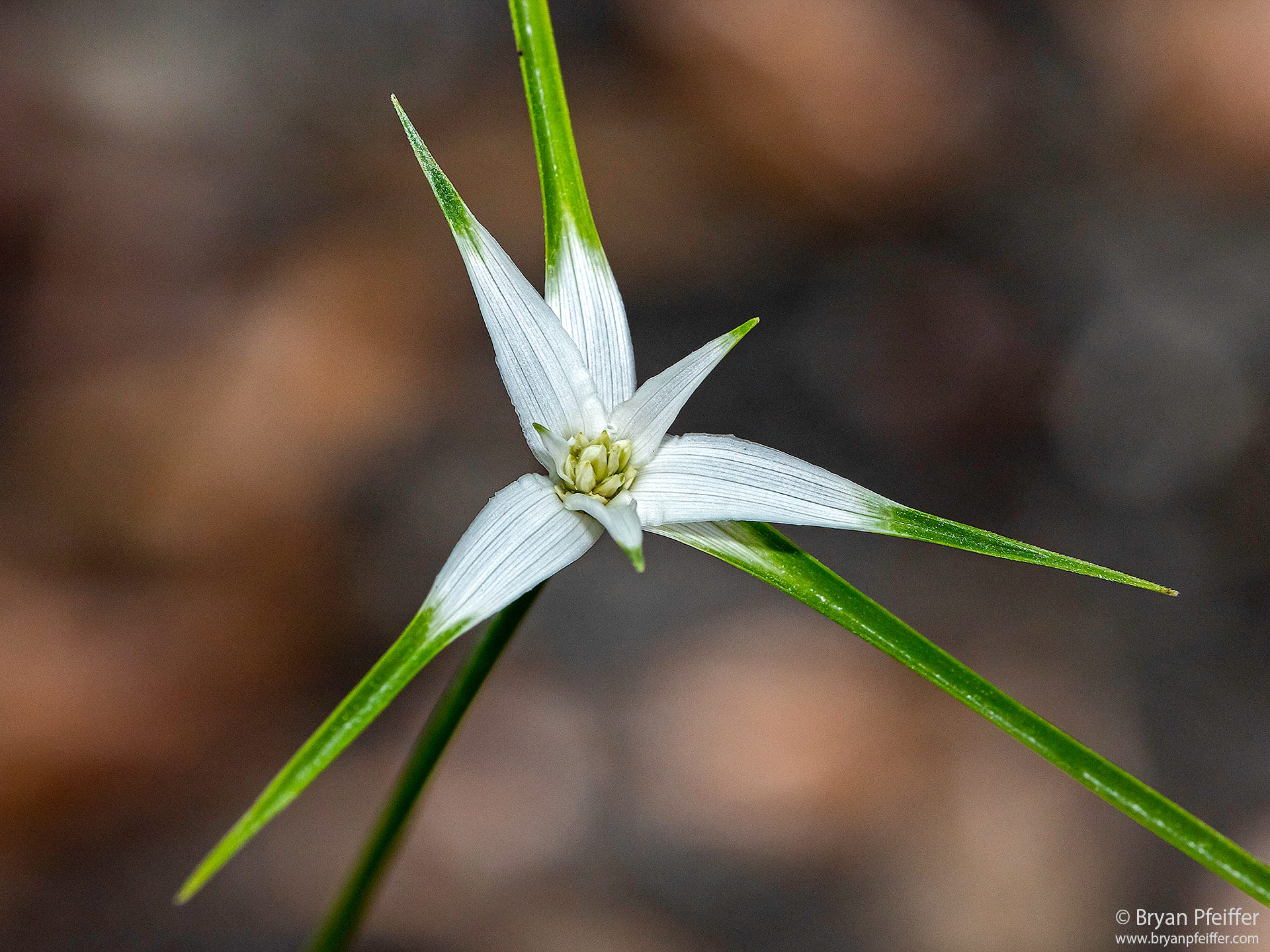 Fakery and an Insect - by Bryan Pfeiffer - Chasing Nature