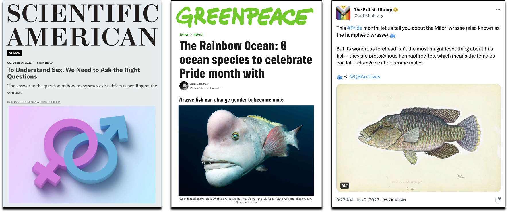 Activists Who Compare Humans To Sex-Changing Fish Don’t Go Far Enough
