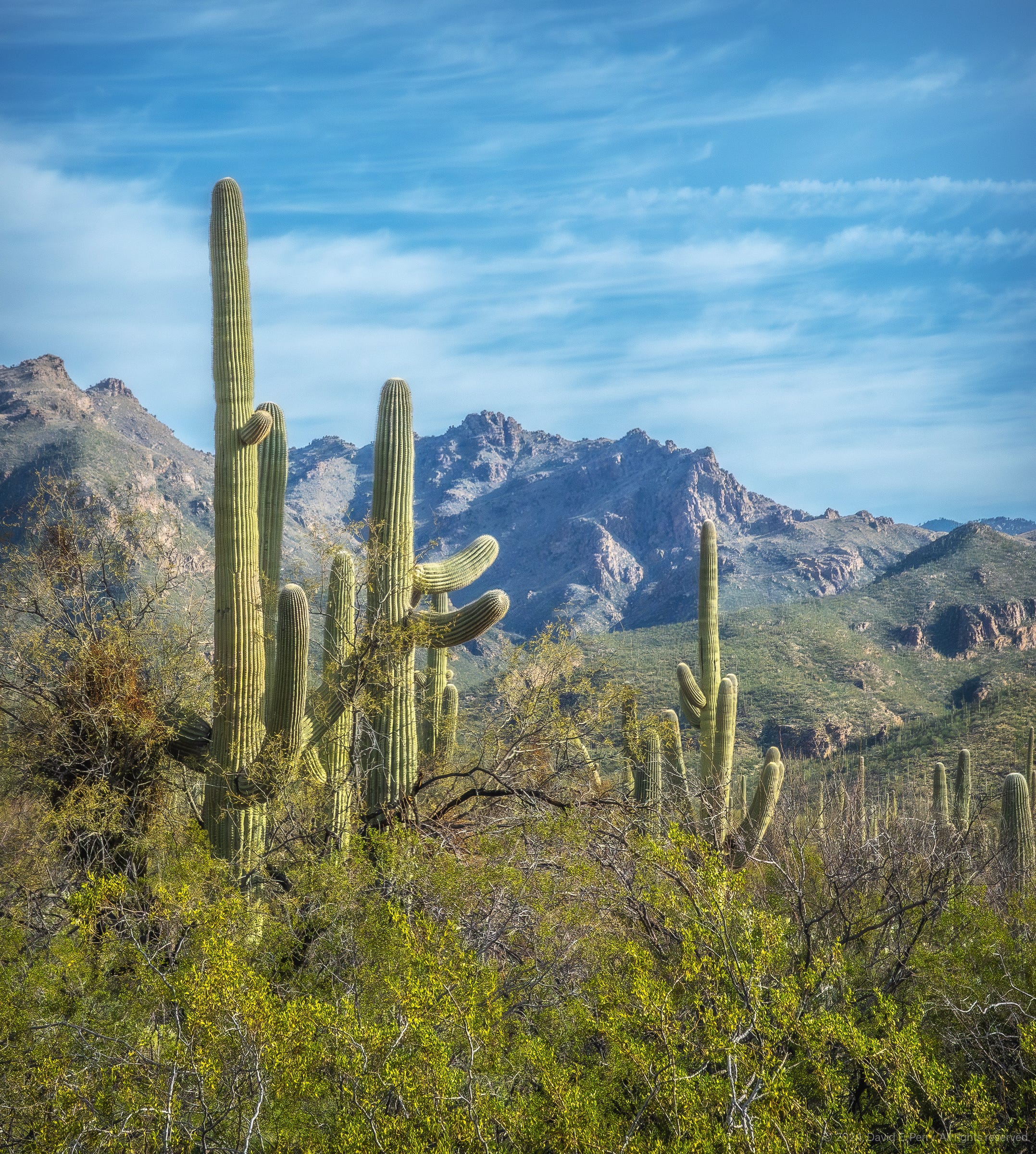 Peckerwoods - by David E. Perry