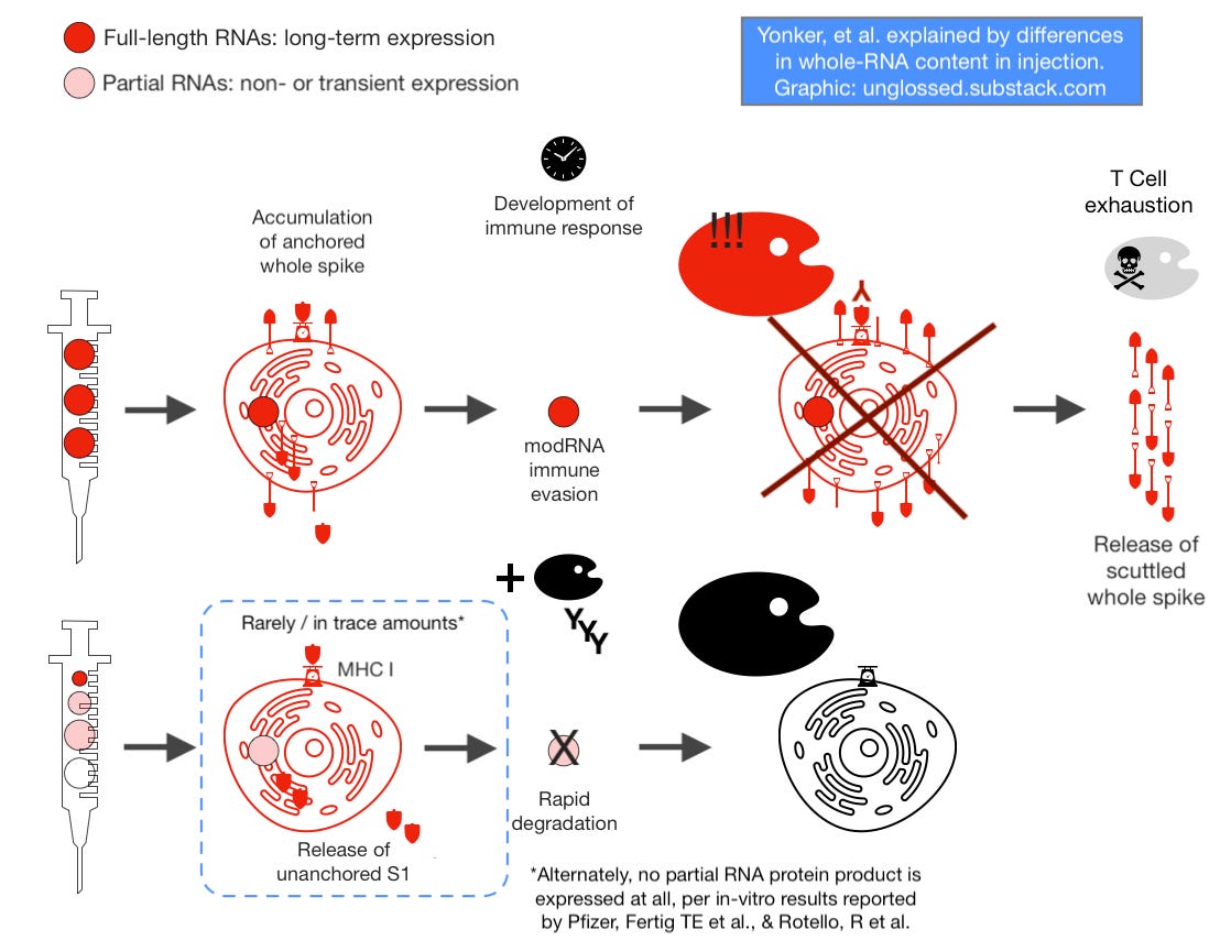 Myocarditis And Bolus Theory - by Brian Mowrey - Unglossed