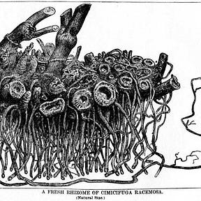 Numb at the Lodge | Sam Kriss | Substack