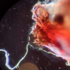 matt’s microscopy | matt. j.a.o.b | Substack