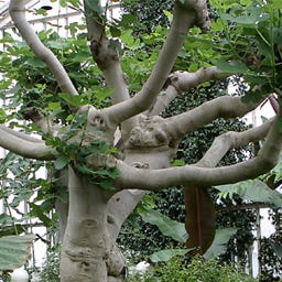 Wood From Eden | Tove K | Substack