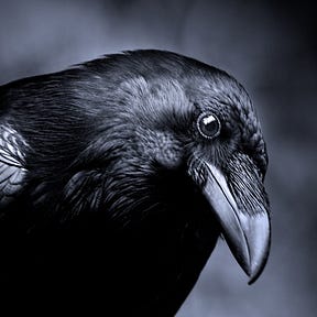 Patterns in Humanity | Inquisitive Bird | Substack