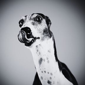 Zed’s Substack | Substack