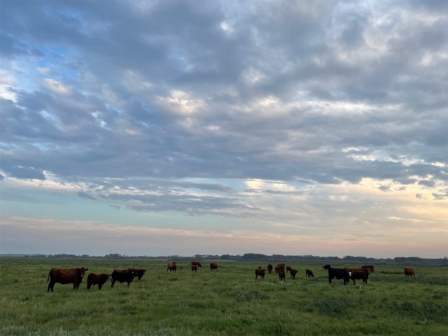 "Nora" by Cole Nowicki via Simple Magic - Board Retailers Association