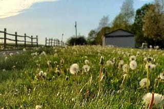 Dandelion Revolution Press | Substack