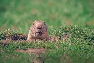 A Spoonful of Sugar | John Rochat - NorCal | Substack