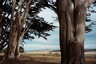 Human Stuff | Lisa Olivera | Substack