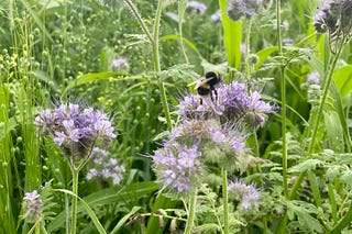 Witness Marks by Melissa Harrison | Substack