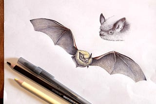 Drawing the Natural World | Val Webb | Substack