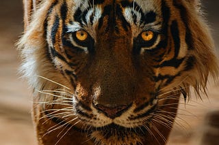 Murphy's Law | Romio | Substack