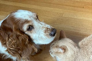 Wordy Bird | Susan Orlean | Substack