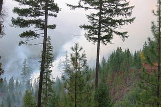 The Biochar Prepper | Kelpie Wilson | Substack