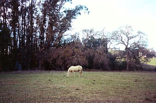 Human Stuff | Lisa Olivera | Substack