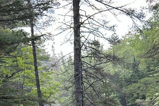 David’s Substack | Dave Dempsey | Substack