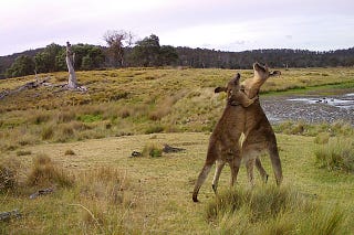 The Quoin Journal | Substack