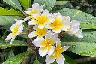 Vamp with Stephanie Wood | Substack