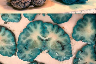 Sayer Ji's Substack | Substack