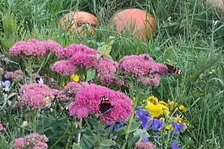 Danu's Irish Herb Garden Substack | Substack