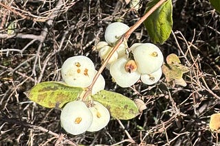 方舟子Shimin’s Substack | 方舟子Shimin Fang | Substack