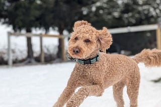 The Borowitz Report | Andy Borowitz | Substack