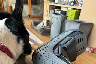 Wordy Bird | Susan Orlean | Substack