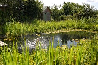 Organic Pools by David Pagan Butler | Substack